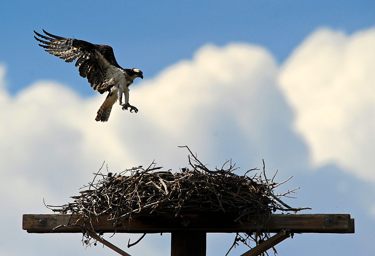Rocky Mountain National Park closes climbing sites for raptor nesting ...